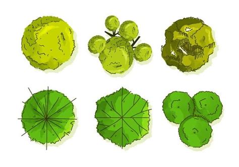 Tree Plan Vector Art Icons And Graphics For Free Download