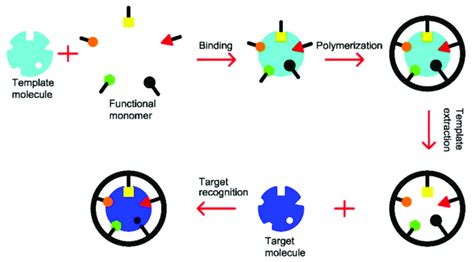 Schematic Diagram Of The Molecularly Imprinting Process Download Scientific Diagram