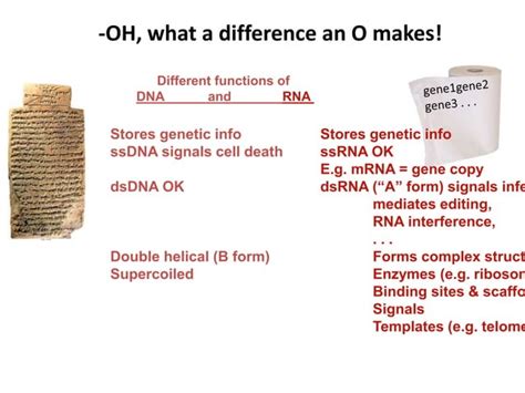 Dna Rna Basic Structure And Components Ppt