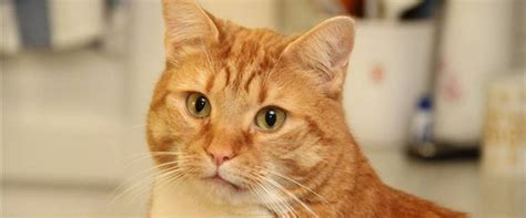 Huskat Mini Sov Sødt 2006 Rødstribet Med Hvidt Bryst M