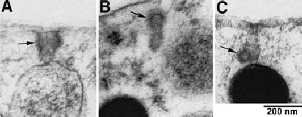 Capacitance Steps In Stimulation Buffer A A Cell Showing An Download Scientific Diagram