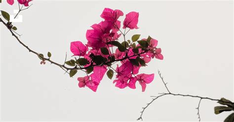 분홍색 부겐빌레아가 밝고 하얀 하늘을 배경으로 꽃을 피웁니다 사진 Unsplash의 무료 꽃 이미지