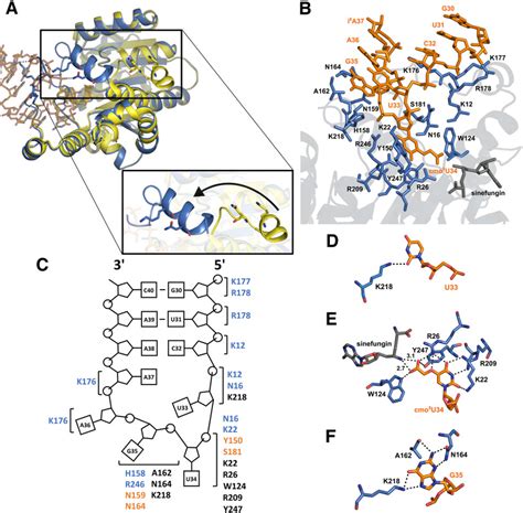 Intermolecular Interactions Between Cmom And Trna A Superposed