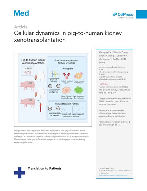 (PDF) Cellular dynamics in pig-to-human kidney xenotransplantation