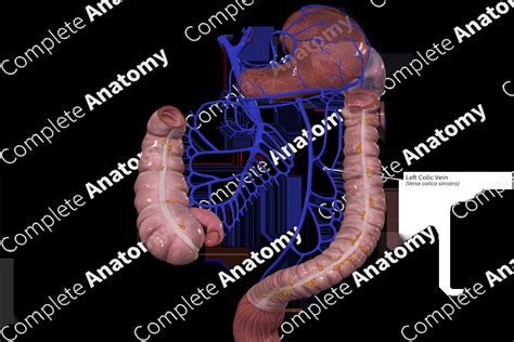 Left Colic Vein Complete Anatomy