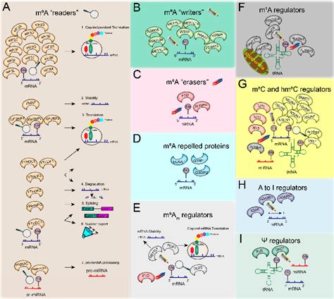 Figure 1 From Understanding The Epitranscriptome For Avant Garde Brain