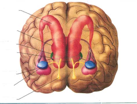Diagram Of 312 3d Subcortical Structures Quizlet