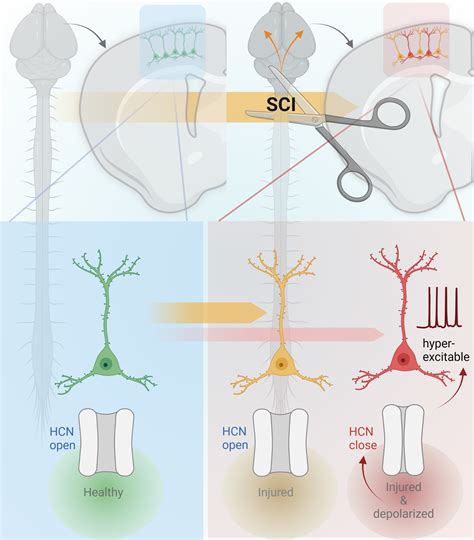 Neuron Depolarization