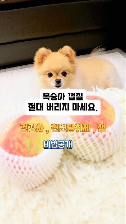 복숭아껍질 절대 그냥 버리지 마세요 건강정보 음식 건강이최고 Youtube