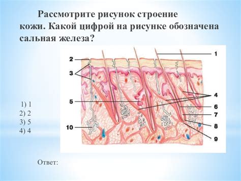 Презентация по биологии Подготовка к ОГЭ по теме Человек и его здоровье 9 класс доклад проект