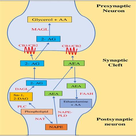 Diagrammatic Presentation Of The Synthesis And Degradation Pathway Of