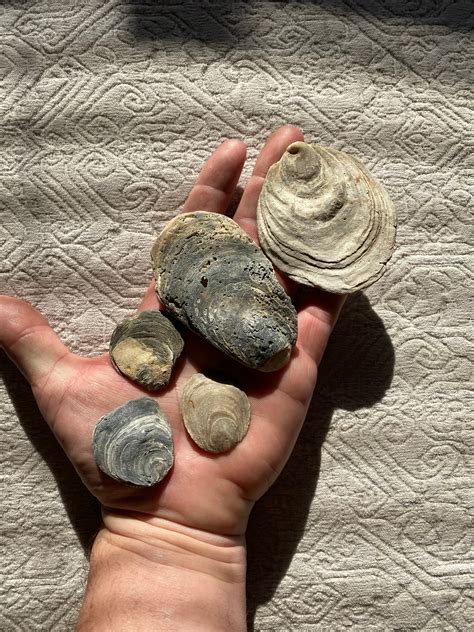 5 Fossilized Oyster Shell Paleocene In Age Maryland Find Etsy