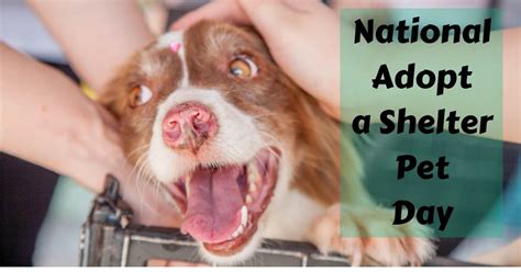 National Adopt A Shelter Pet Day - April 30 - I Love Veterinary