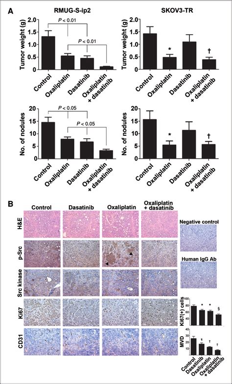 In Vivo Effects Of Combination Therapy With Oxaliplatin And Dasatinib