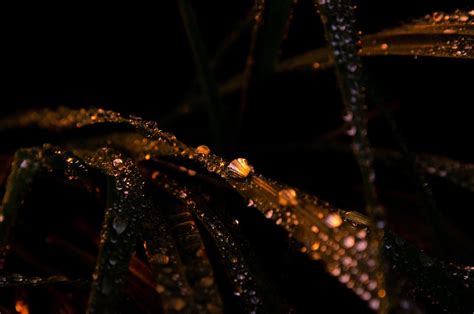 Grass Drop Rain Free Photo On Pixabay