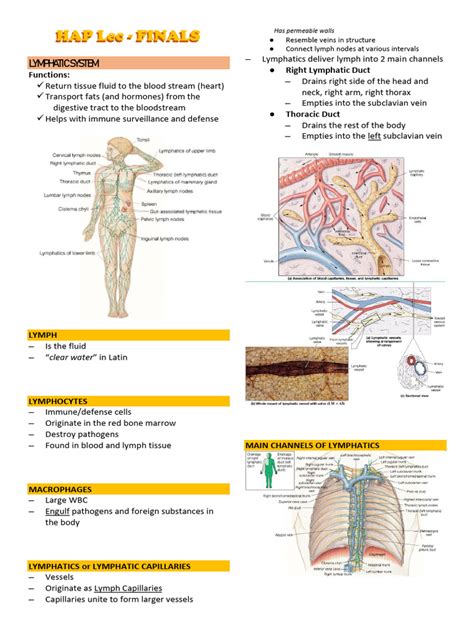 hap lec finals reviewer pdf lymphatic system lymph node