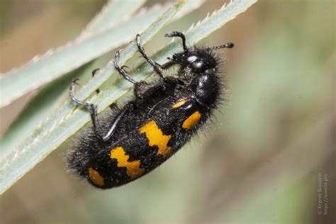 Photo 84221 Hycleus Polymorphus