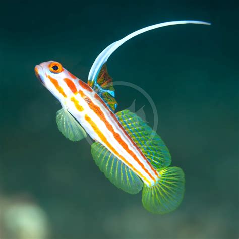 Goby Yasha Shrimp Stonogobiops Yasha Aquatics Unlimited