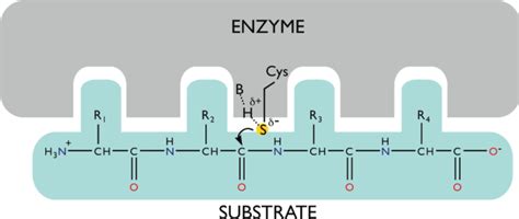 Figure 11 From The Structural And Functional Landscape Of Protein Superfamilies From The