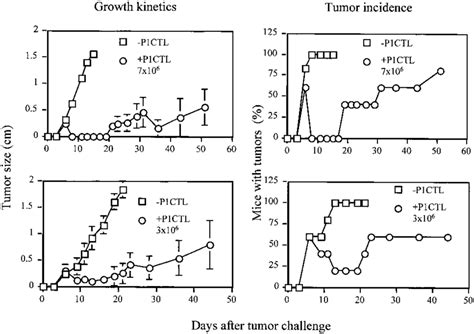 selective rejection of the b7 1 tumor cells was not due to preferential download scientific