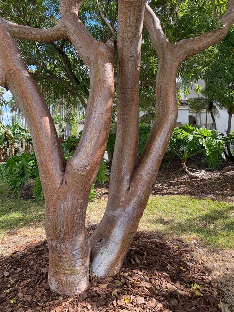 Gumbo Limbo Tree Bursera Simaruba Eureka Farms