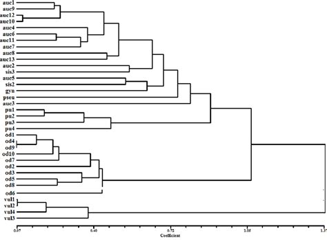 Upgma Dendrogram Of Morphological Data Auc Silene Aucheriana Sis
