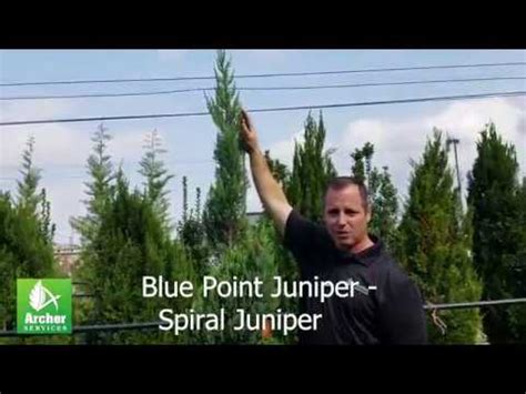 How To Topiary Blue Point Juniper