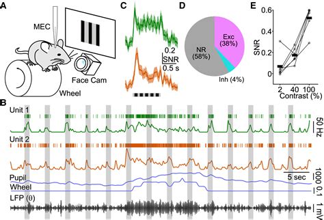 Retrosplenial Inputs Drive Visual Representations In The Medial