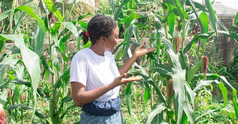 Scaling Climate And Nutrition Smart Crops In North Nigeria Harvestplus