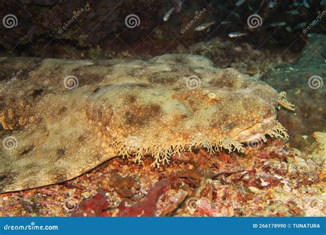 Tasselled Wobbegong Shark Resting Under The Coral Reef Eucrossorhinus