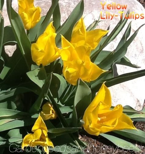 Blooms In May Garden Seeds And Honey Bees