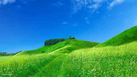 緑の草原1920x1080pxのデスクトップpc用の壁紙 高画質 壁紙キングダム