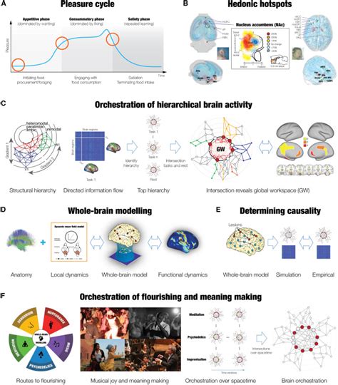 Building A Science Of Human Pleasure Meaning Making And Flourishing Neuron