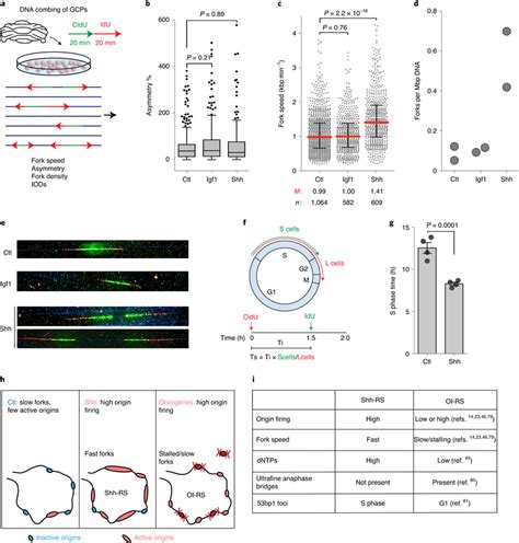 Shh Alters Dna Replication Dynamics A Schematic Of Gcp Isolation Ex