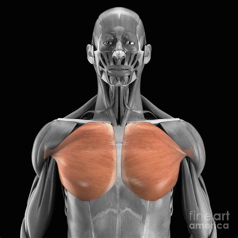 Pectoralis Major Muscle