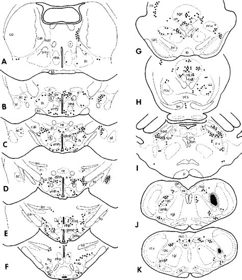 Structure Of Reticular Formation Of Midbrain Semantic Scholar