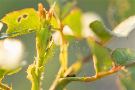 Aphid On A Rose Stock Image Image Of Plant Parasite 250796905