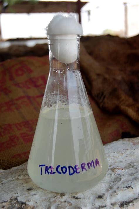 Tricoderma Viride Bio Fertilizer At Rs 250 Litre Tricoderma In