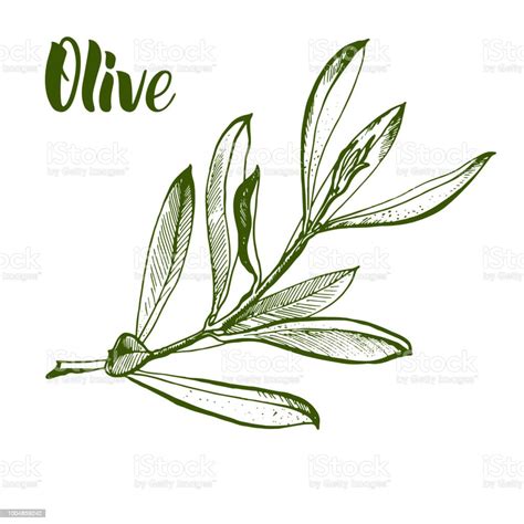Olive Branch Is Handdrawn Sketch Of Olive Branch On White Background