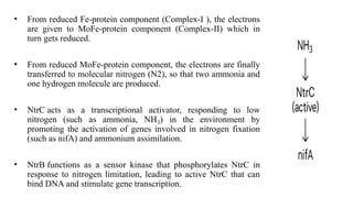 Nitrogen Fixation By Rhizobium And Klebsiella Pptx
