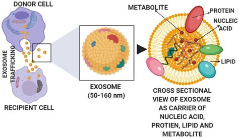 Exosome Trafficking Between Cells Download Scientific Diagram