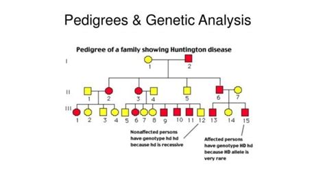 How Pedigree Analysis Helps Trace Genetic Disorders