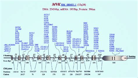 Grafico Schematico Del Gene Mvk Completo Di Esoni Ed Introni È