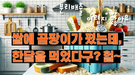 곰팡이 핀 음식 쌀 빵 분리배출 어떻게 할까요 버리는 법 알아볼께요 Youtube