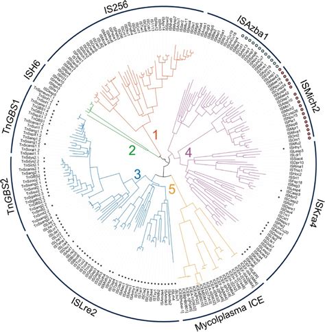 Phylogenetic Tree Of Prokaryotic Mutator Like Transposases Each P Mult Download Scientific