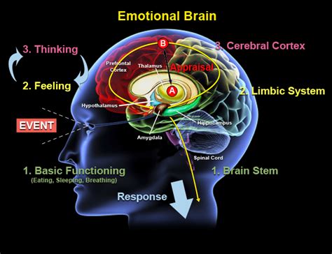 What Part Of Your Brain Controls Growth At Gary Rowe Blog