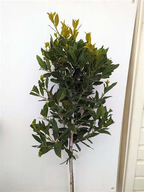 Bay Tree Standard Guildford Garden Centre