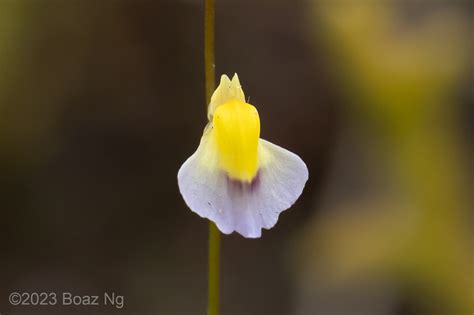 Utricularia Bisquamata Species Profile Fierce Flora