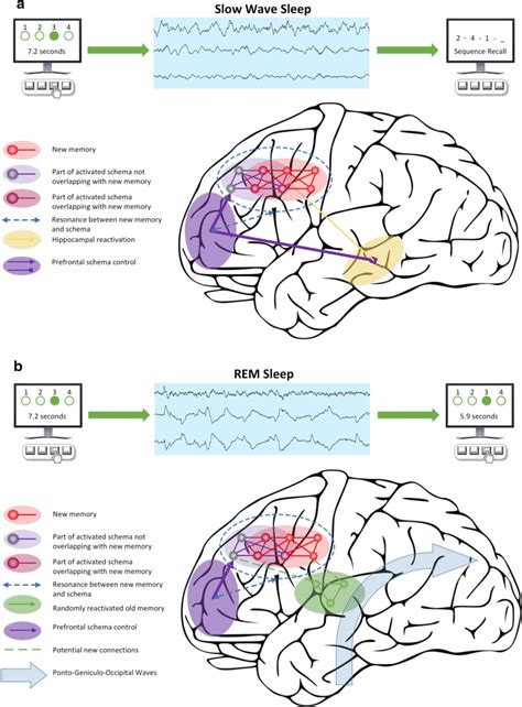 New Memory Reactivation Schema Usage And Behavioural Consequences In Download Scientific
