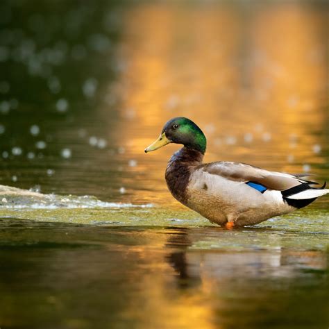 Square Duck Pfp